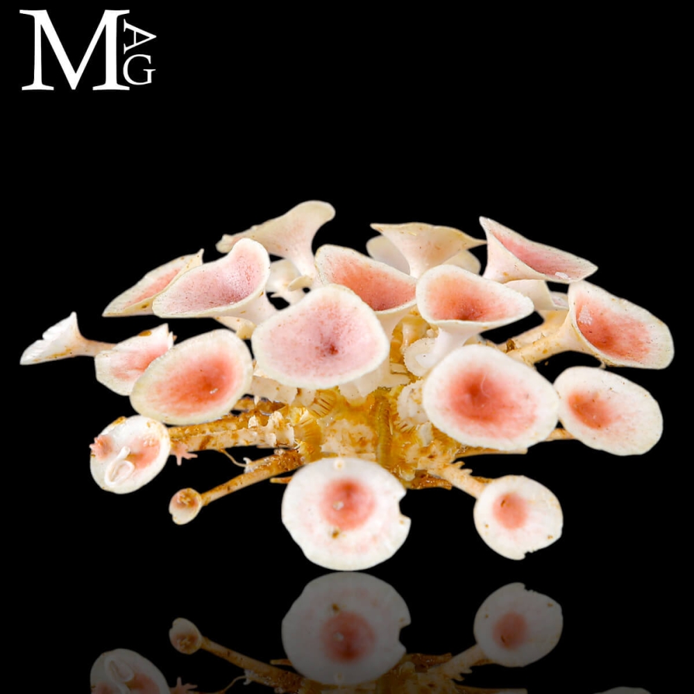 Goniocidaris Clypeata – Deep-sea Sea Urchin