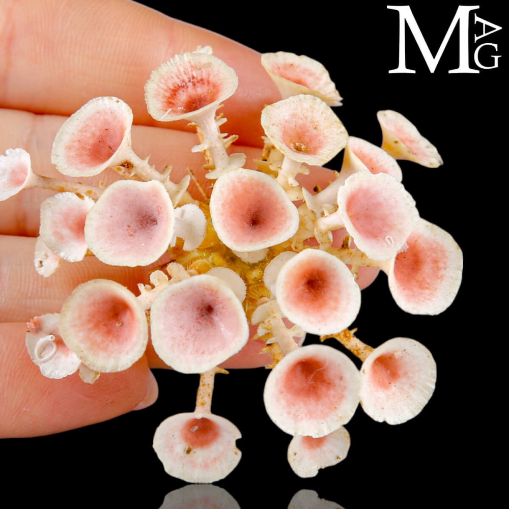 Goniocidaris Clypeata – Deep-sea Sea Urchin
