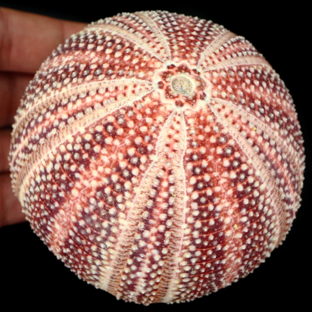 Seeigel - Echinus esculentus