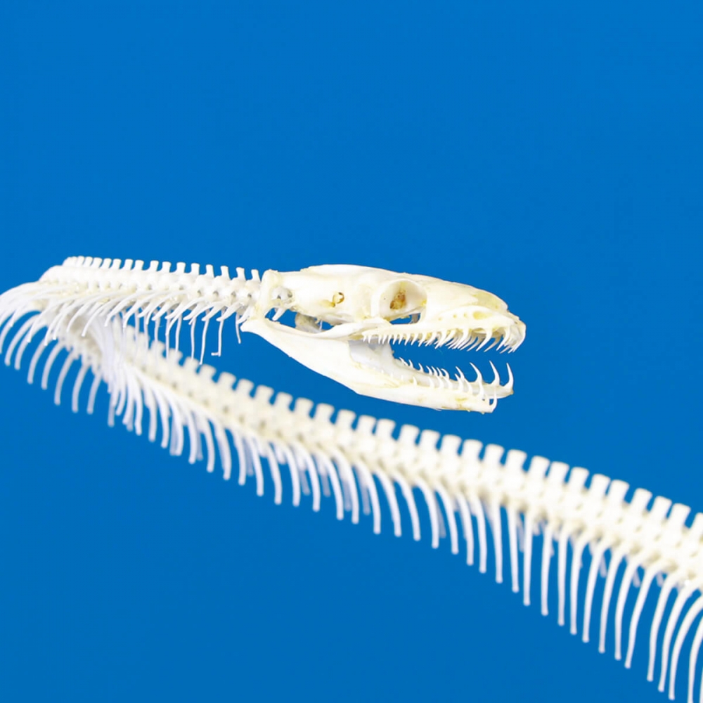 Reconstructie van het slangenskelet - Koninklijke Python