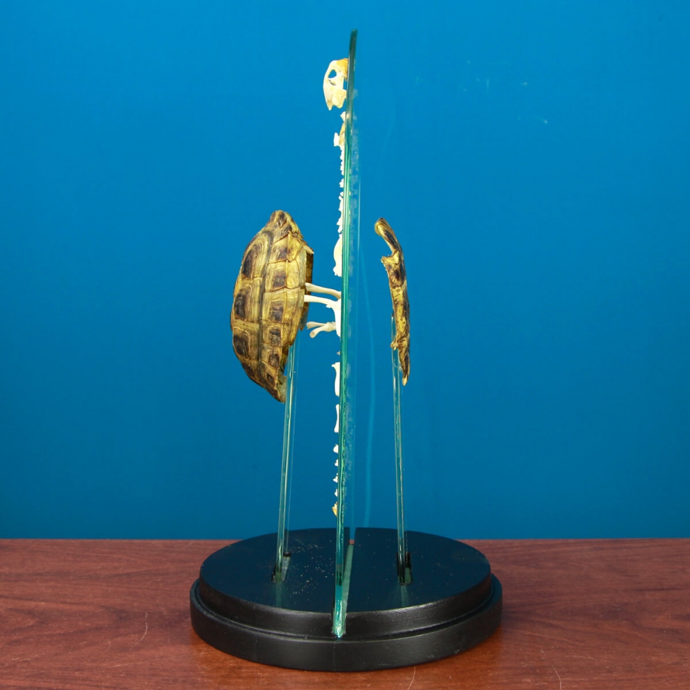 Ricostruzione 3D Tartaruga Russa - Scheletro e Carapace
