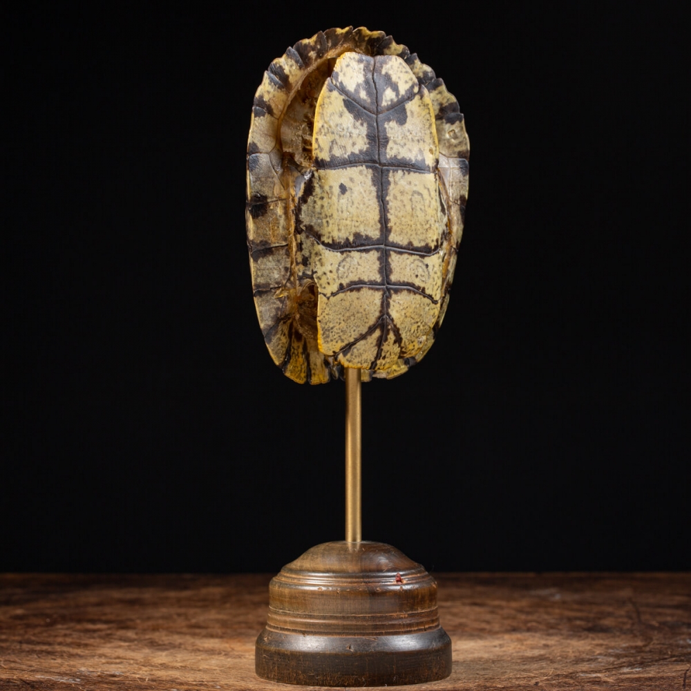 Carapace di Tartaruga - Africa