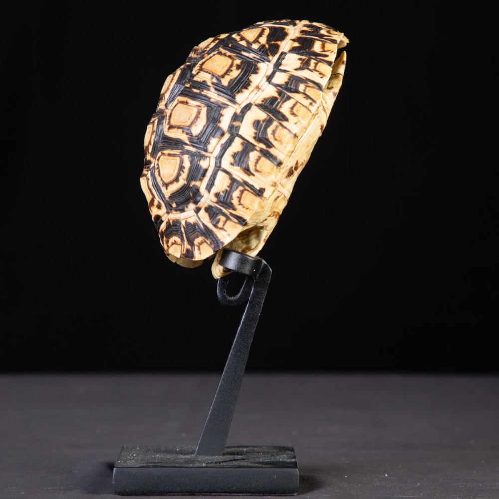 Turtle shell Carapace of Stigmochelys Pardalis. - TAR-15