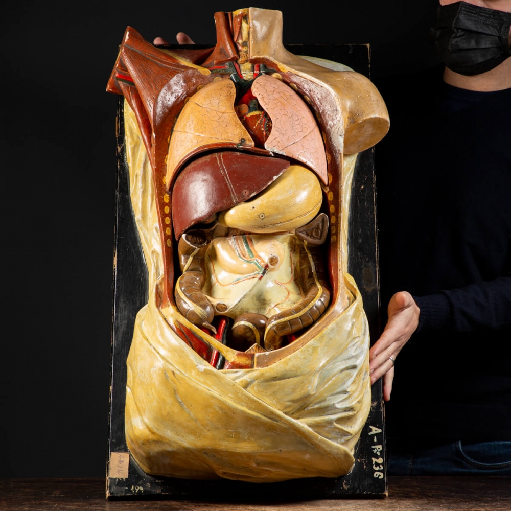 Antico Modello Anatomico Umano