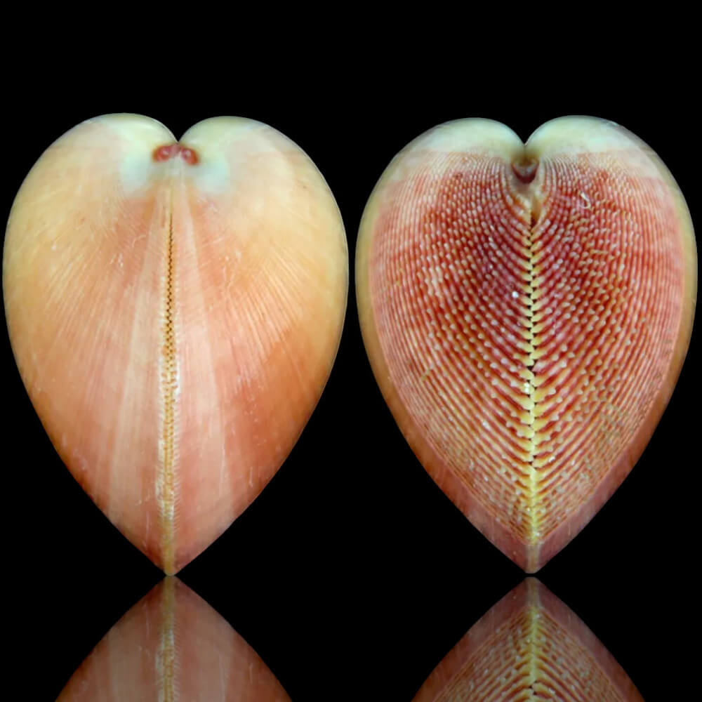 Nemocardium Bechei - NBF-04
