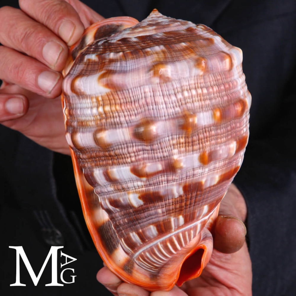 Cypraecassis Rufa: Red Helmet Shell for Collectors and Artists.