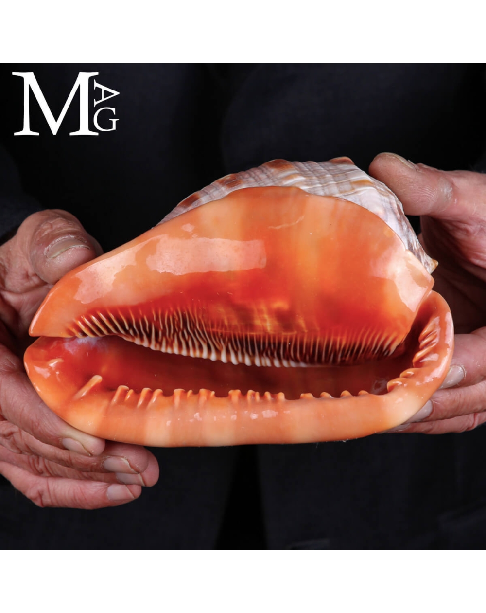 Cypraecassis Rufa: Red Helmet Shell for Collectors and Artists.