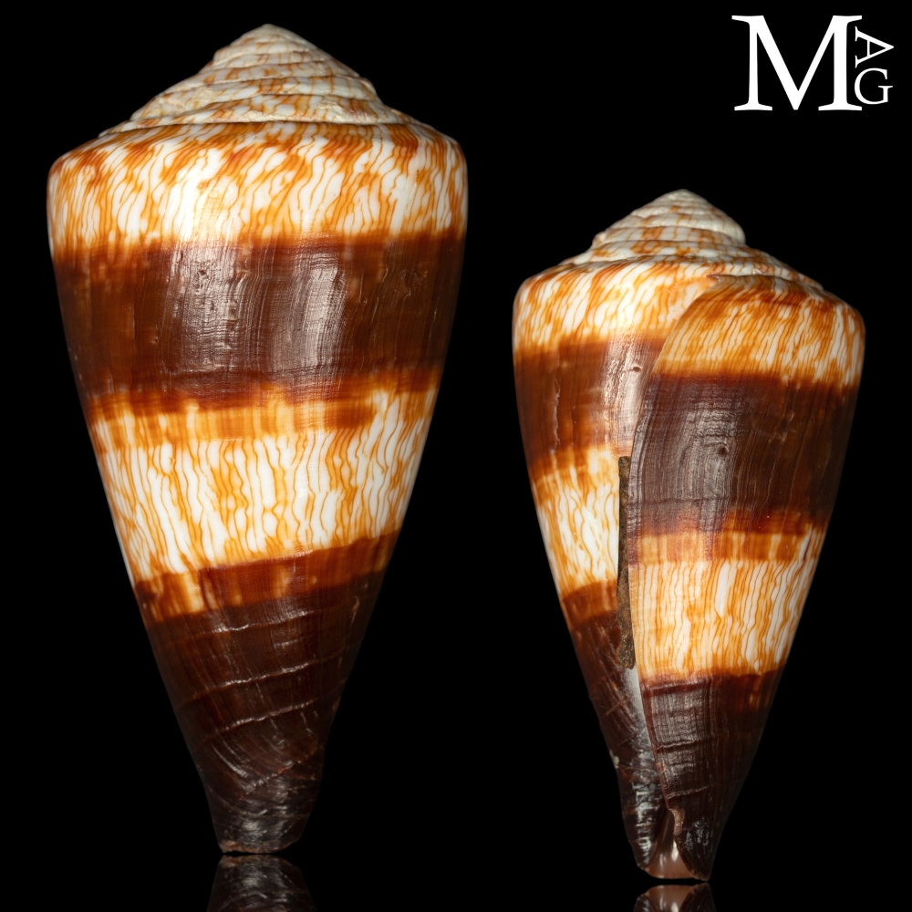 Conus (Rhizoconus) Miles