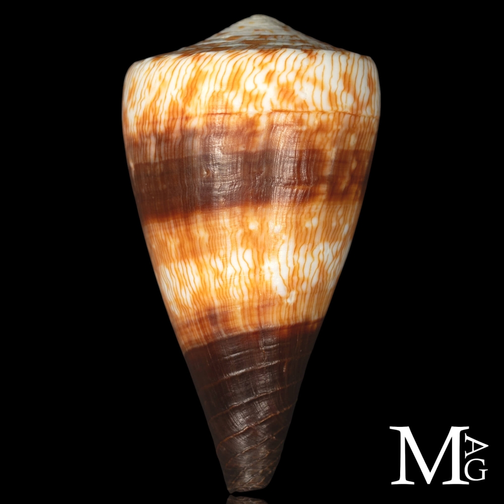 Conus (Rhizoconus) Miles – 72 mm - CRM-05