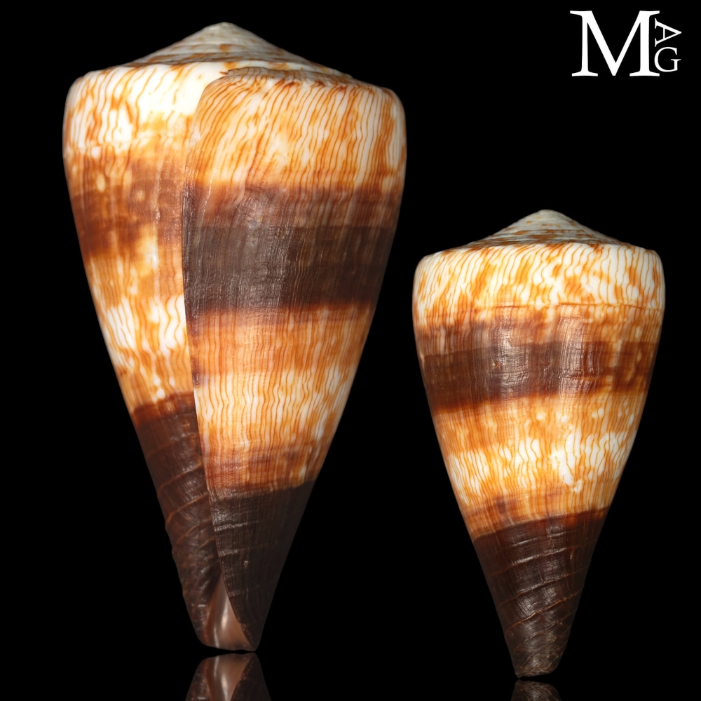 Conus (Rhizoconus) Miles – 72 mm - CRM-05