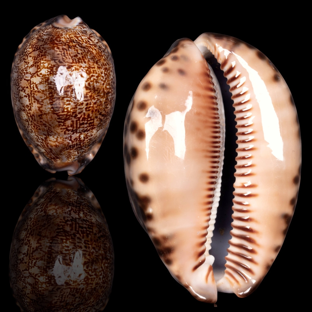Cypraea Mauritia Arabica Immanis 87.5mm