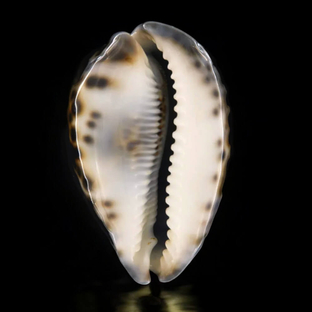 Cypraea Tigris Schilderiana – Hawaii
