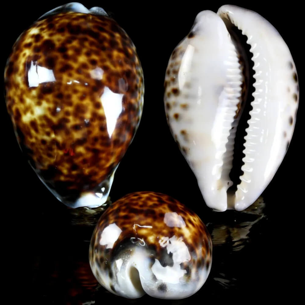 Cypraea tigris – Esemplare a Colorazione Speciale.