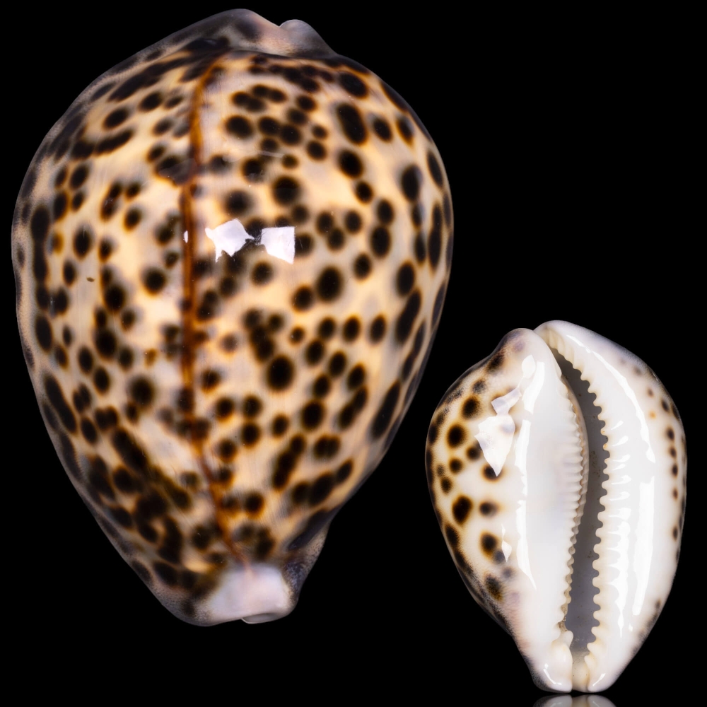 Cypraea Tigris Pardalis – Special Coloration