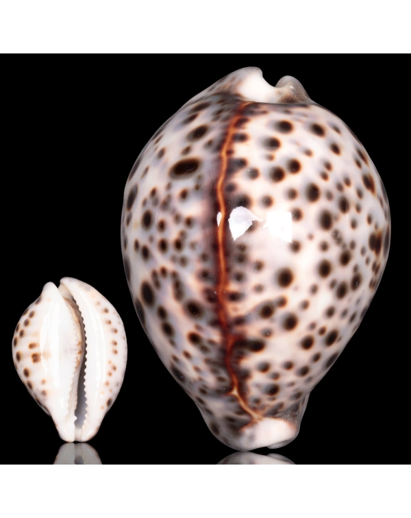 Cypraea Tigris Pardalis