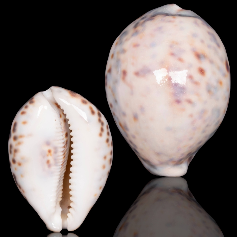 Cypraea tigris – “Vohemar Hydrothermal Form”.