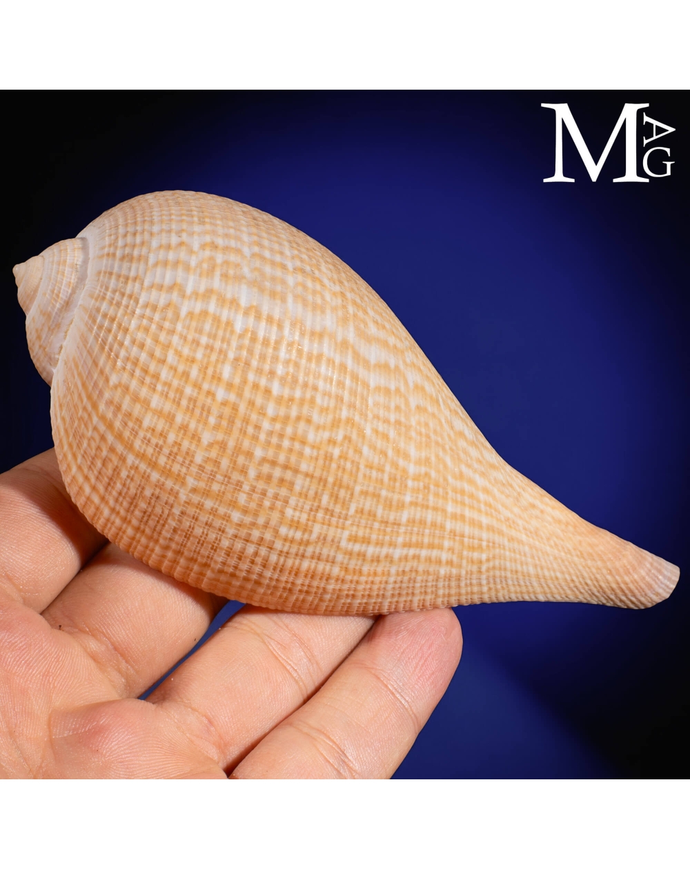 paper fig sea shell