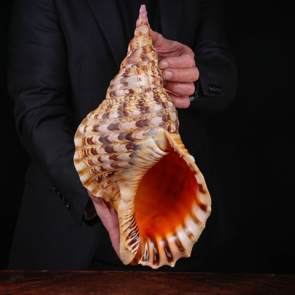Charonia Tritonis – Tritone Gigante del Madagascar