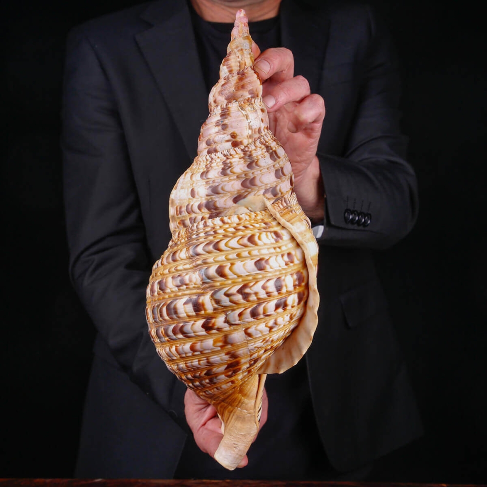 Charonia Tritonis – Conchiglia di Tritone Gigante