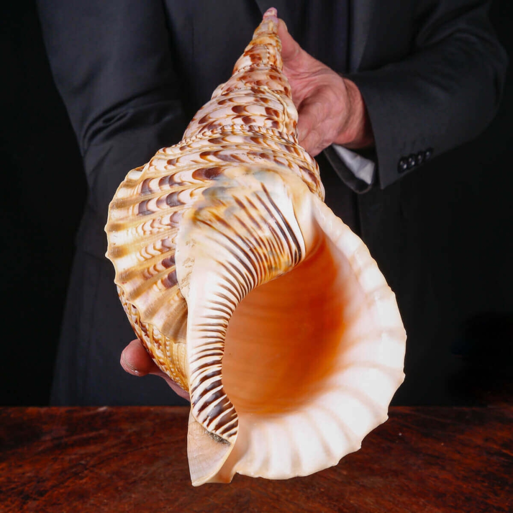 Charonia Tritonis – Conchiglia di Tritone Gigante