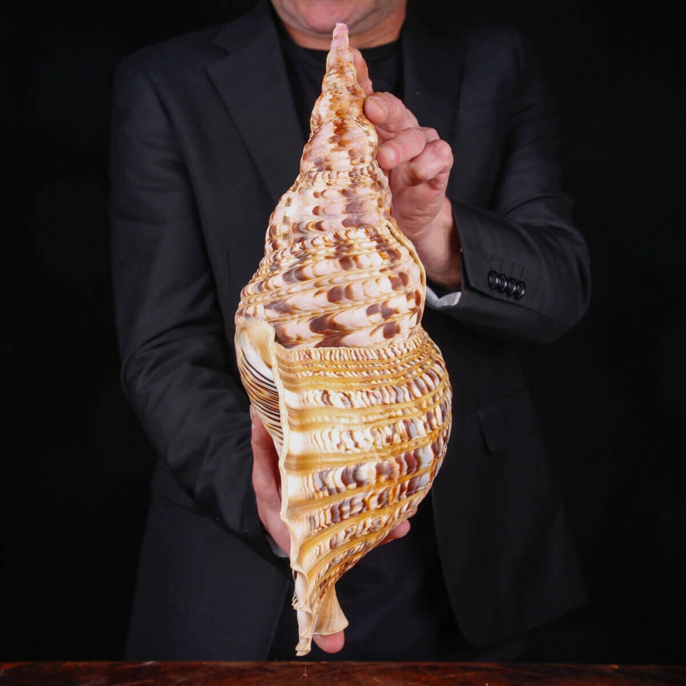 Charonia Tritonis – Conchiglia di Tritone Gigante