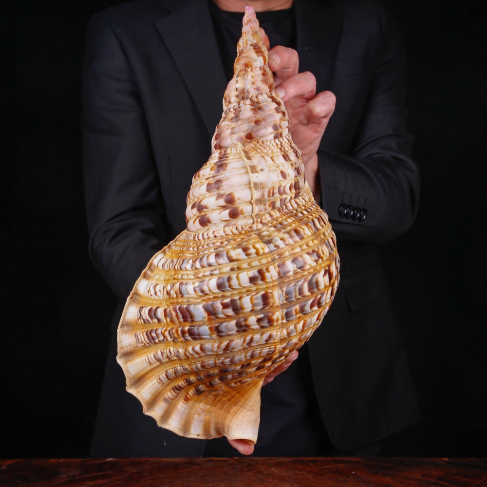Charonia Tritonis – Conchiglia di Tritone Gigante