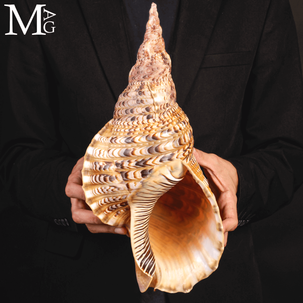 Charonia Tritonis – Conchiglia Iconica da collezione.