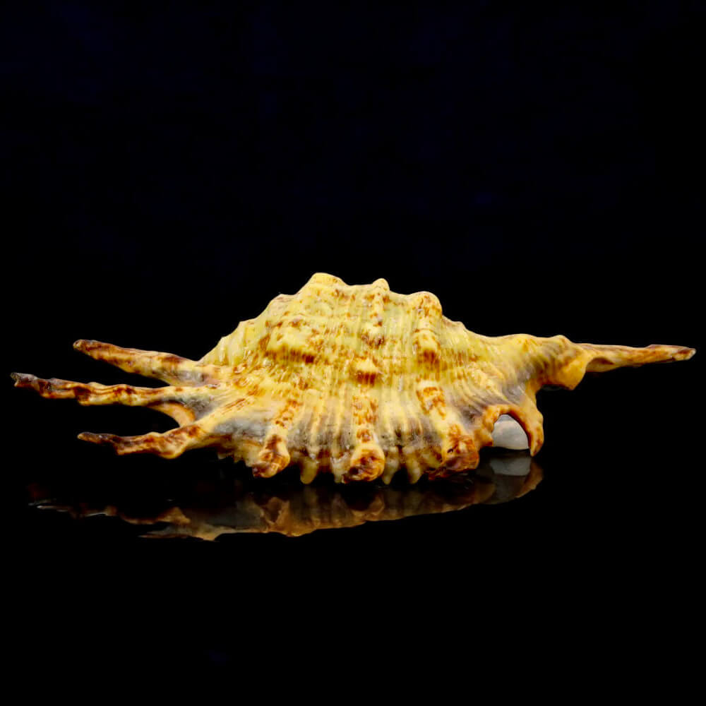 Lambis Scorpius YELLOW.