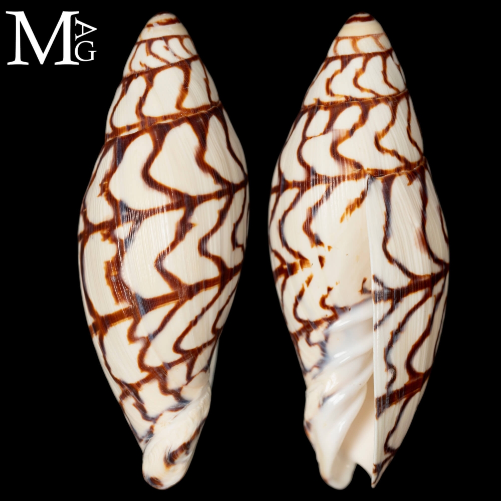 Volutoconus Bednalli – 129mm