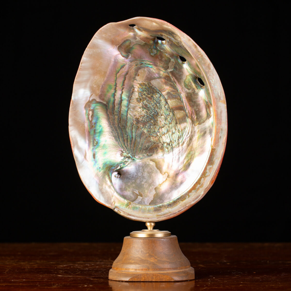 Red Abalone, Haliotis Rufescens Cabinet of Curiosities.