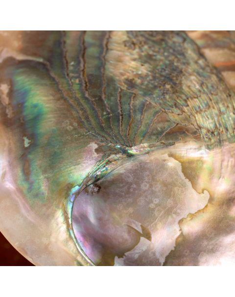 Red Abalone, Haliotis Rufescens Cabinet of Curiosities.