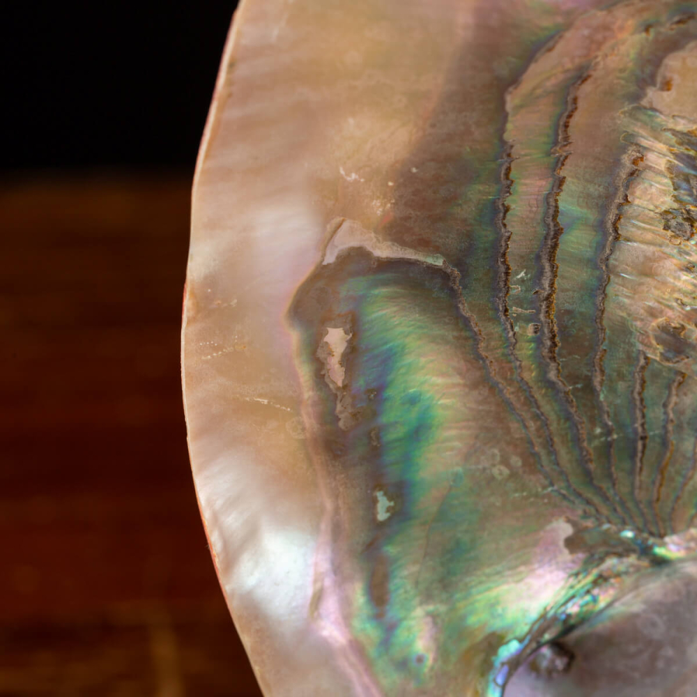 Red Abalone, Haliotis Rufescens Cabinet of Curiosities.