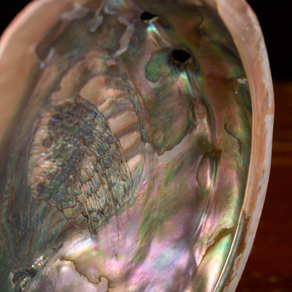 Red Abalone, Haliotis Rufescens Cabinet of Curiosities.