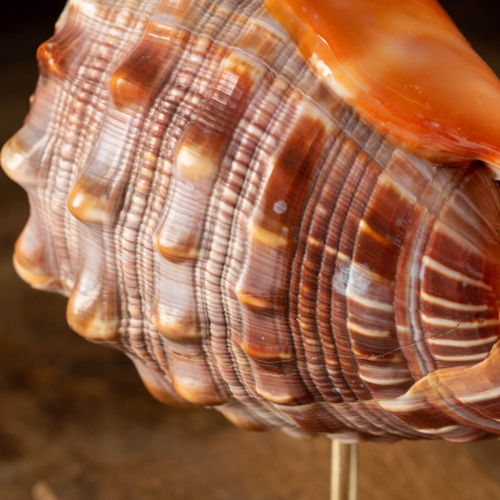 Cassis Rufa auf handgefertigtem Sockel