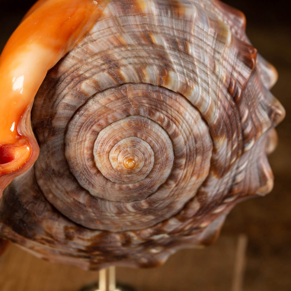 Cassis Rufa auf handgefertigtem Sockel