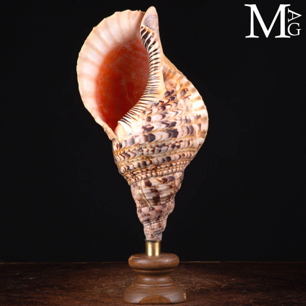 Charonia tritonis – The Giant Triton