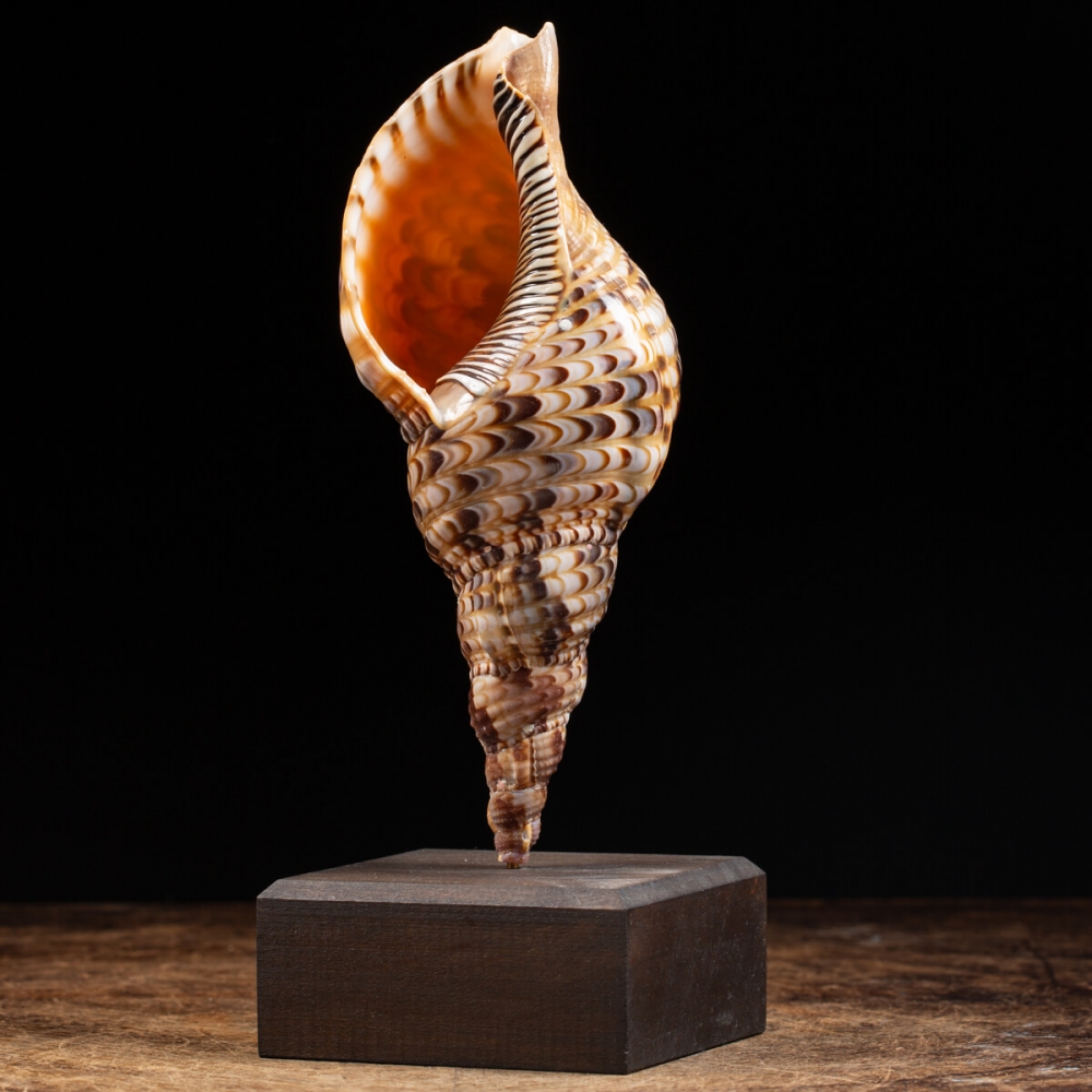 Charonia Tritonis su piedistallo