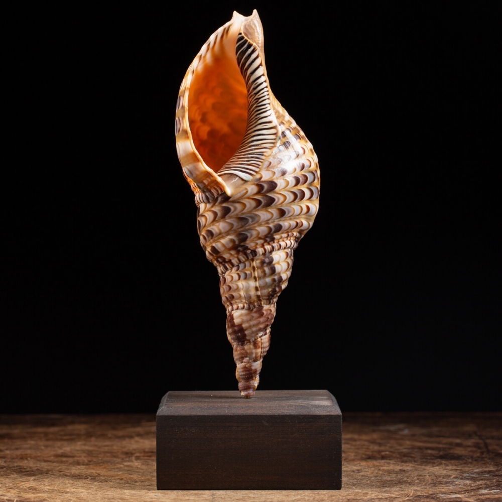 Charonia Tritonis su piedistallo