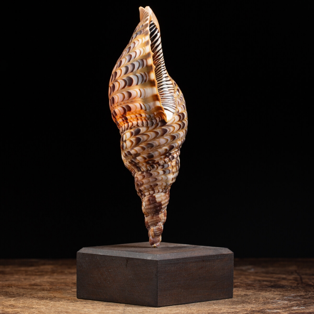 Charonia Tritonis su piedistallo