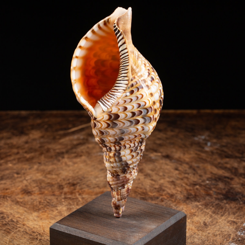 Charonia Tritonis su piedistallo