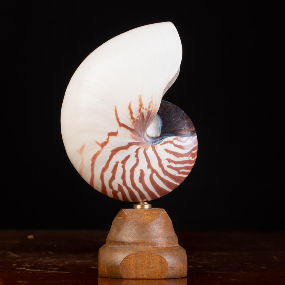 The Nautilus Pompilius: The Living Fossil. - NPP-51