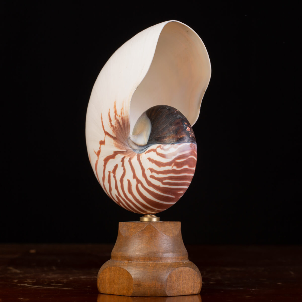 The Nautilus Pompilius: The Living Fossil. - NPP-51