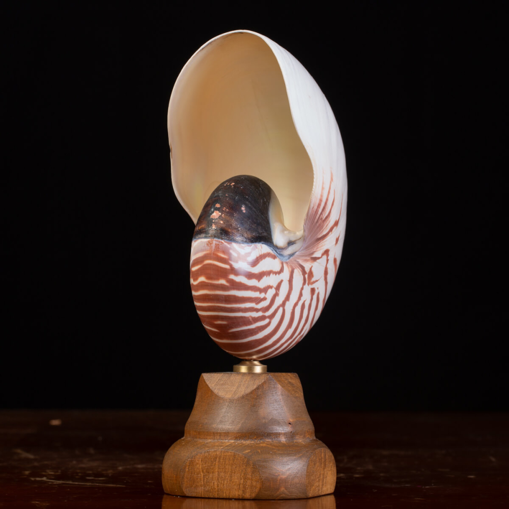 The Nautilus Pompilius: The Living Fossil. - NPP-51