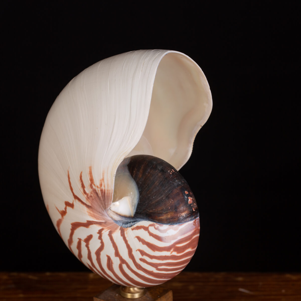The Nautilus Pompilius: The Living Fossil. - NPP-51