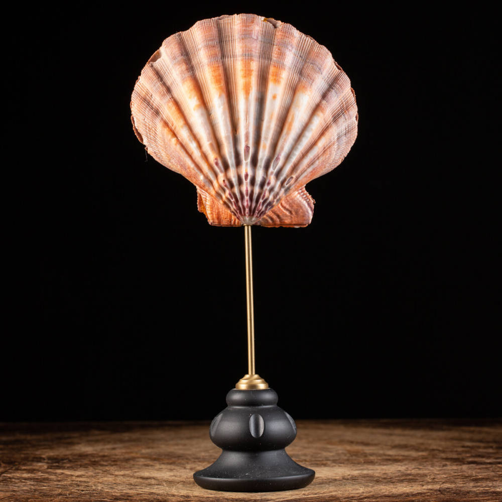 Pecten Subnodosus su Piedistallo - Messico
