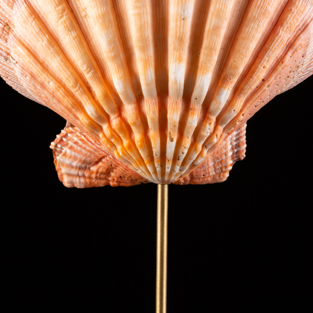 Pecten Subnodosus su Piedistallo - Messico