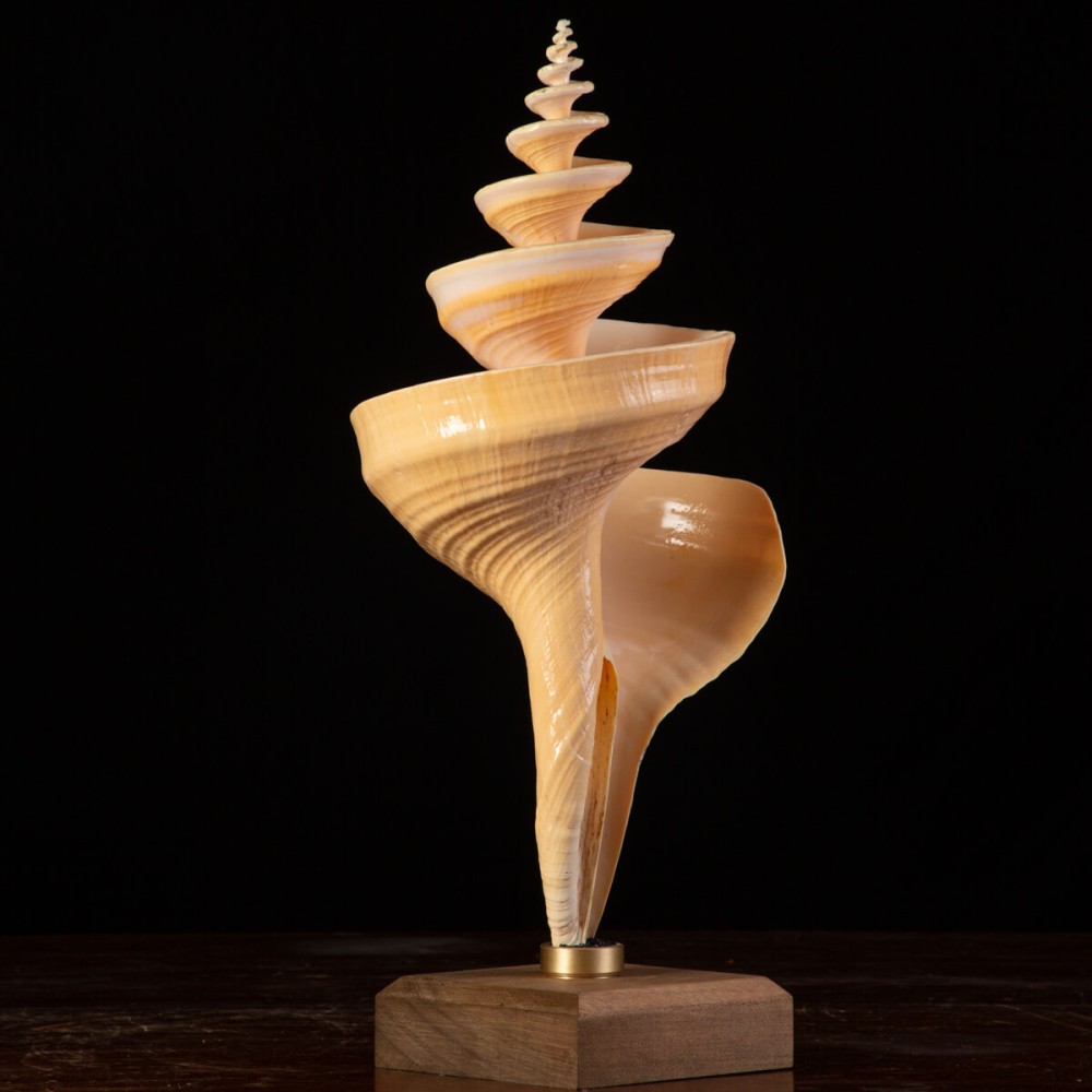 Syrinx Aruanus: A Spiral-Carved Masterpiece.