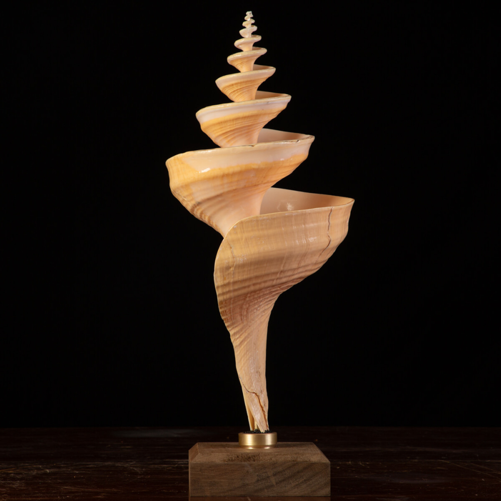 Syrinx Aruanus: A Spiral-Carved Masterpiece.