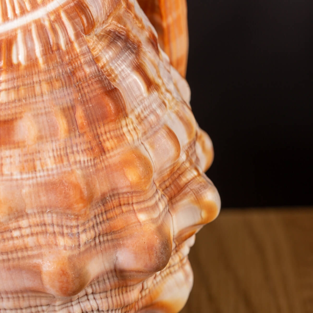 Cypraecassis Rufa: The Cameo Shell. - CAR-01