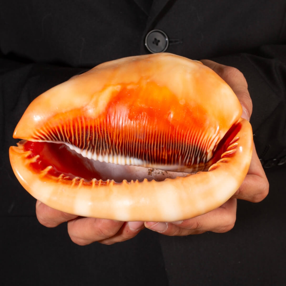 Cypraecassis Rufa: The Cameo Shell. - CAR-01